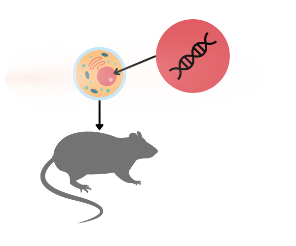 Mouse Models: Applications, Types, Advantages, and Disadvantages | LIDE ...