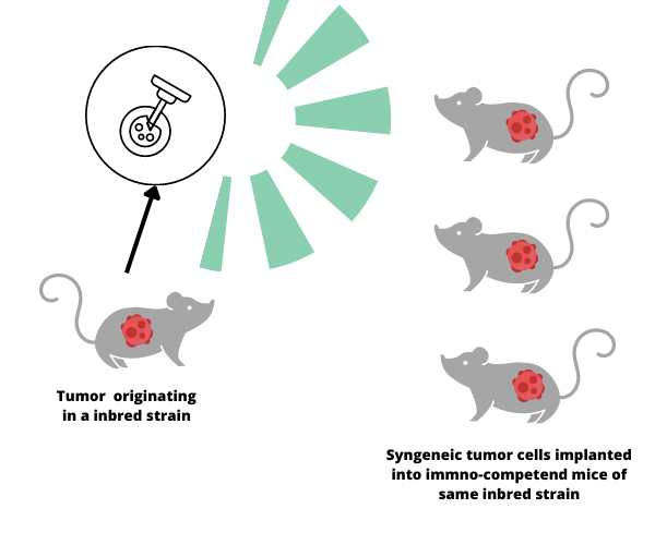 The Role of Syngeneic Models in Cancer Research | LIDE Biotech